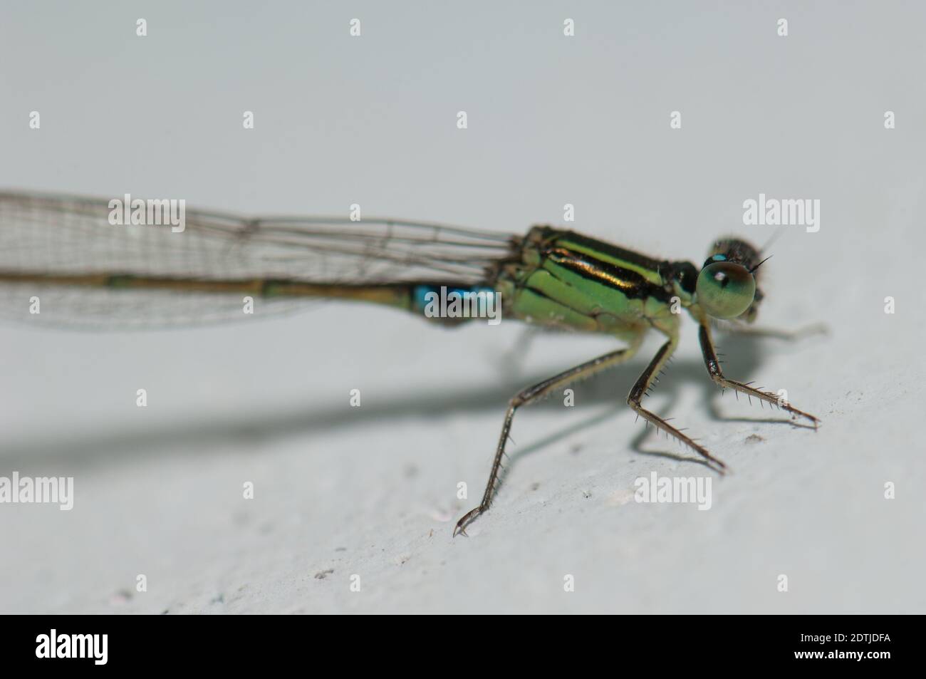 Ubiquitous insects hi-res stock photography and images - Alamy