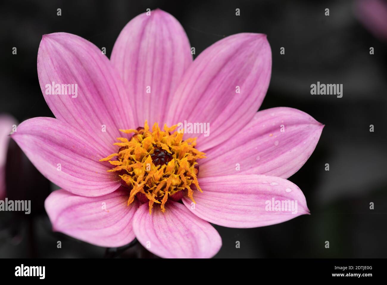 Dahlia grey hi-res stock photography and images - Alamy