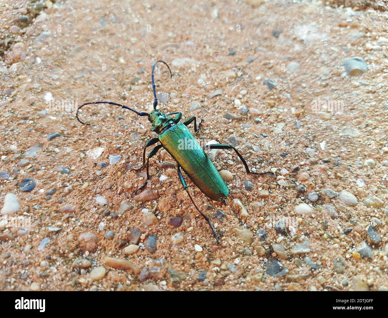 Goat beetle hi-res stock photography and images - Alamy