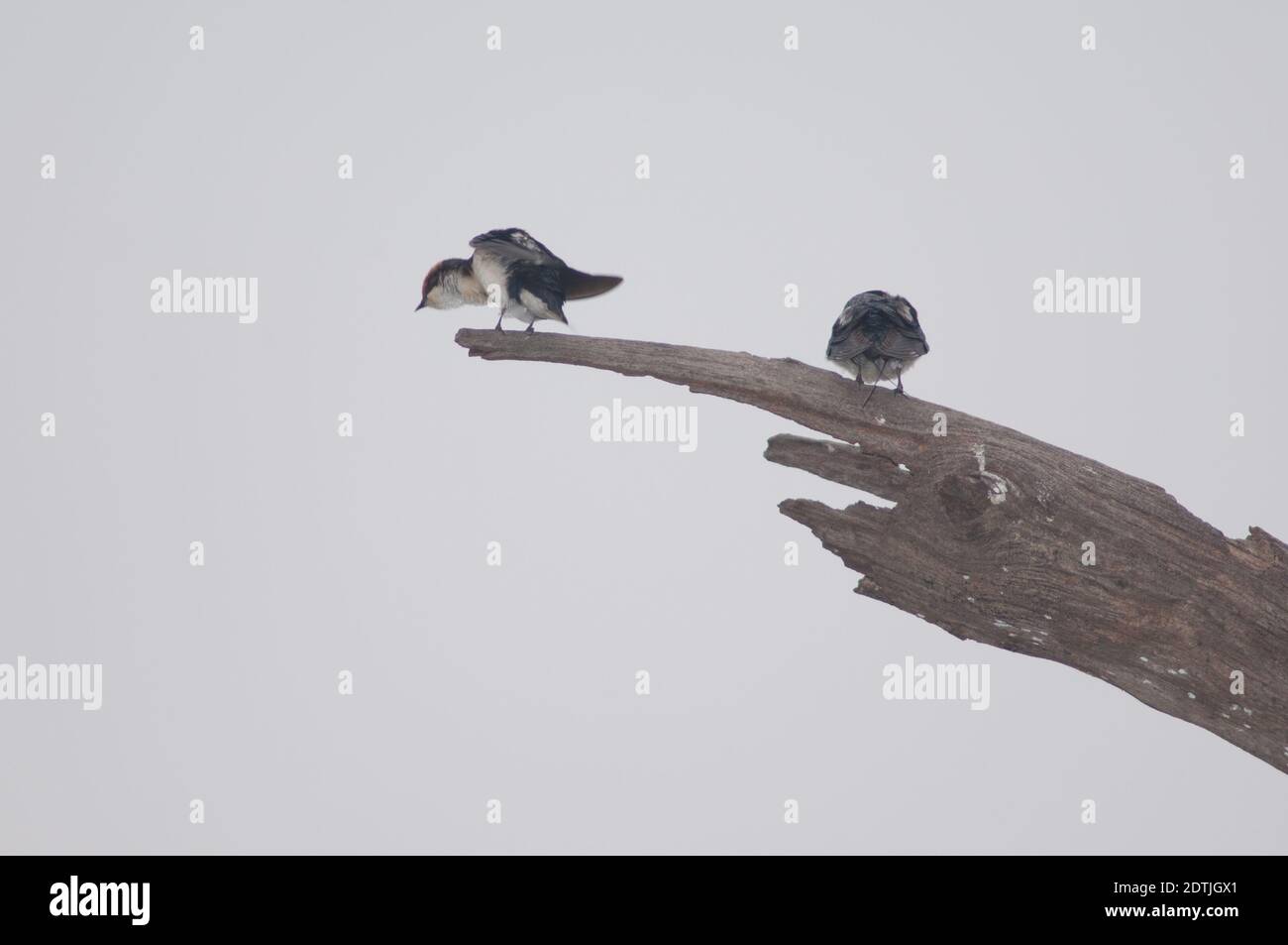 Wire-tailed swallows Hirundo smithii filifera. Keoladeo Ghana National ...