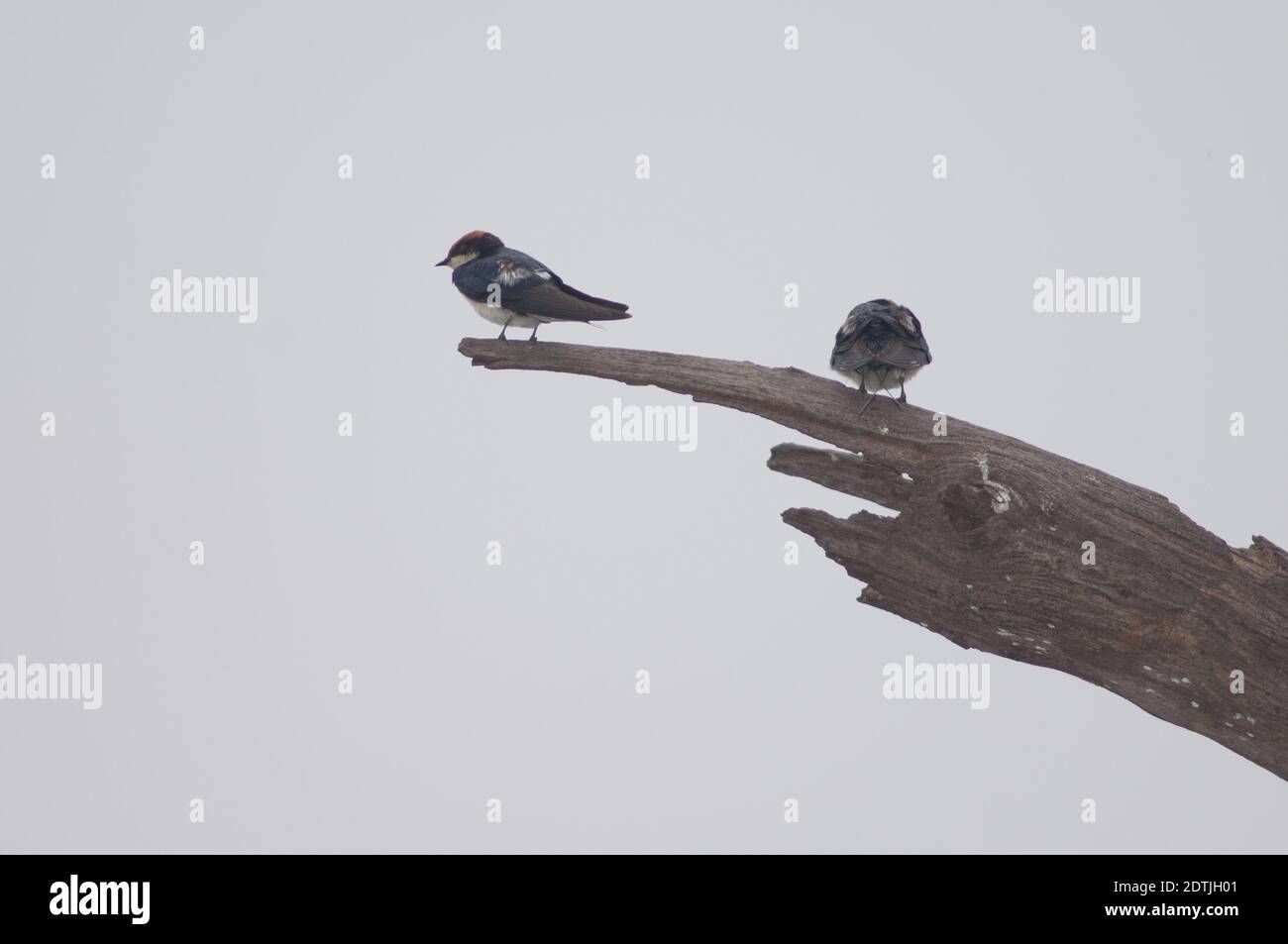 Wire-tailed swallows Hirundo smithii filifera. Keoladeo Ghana National ...