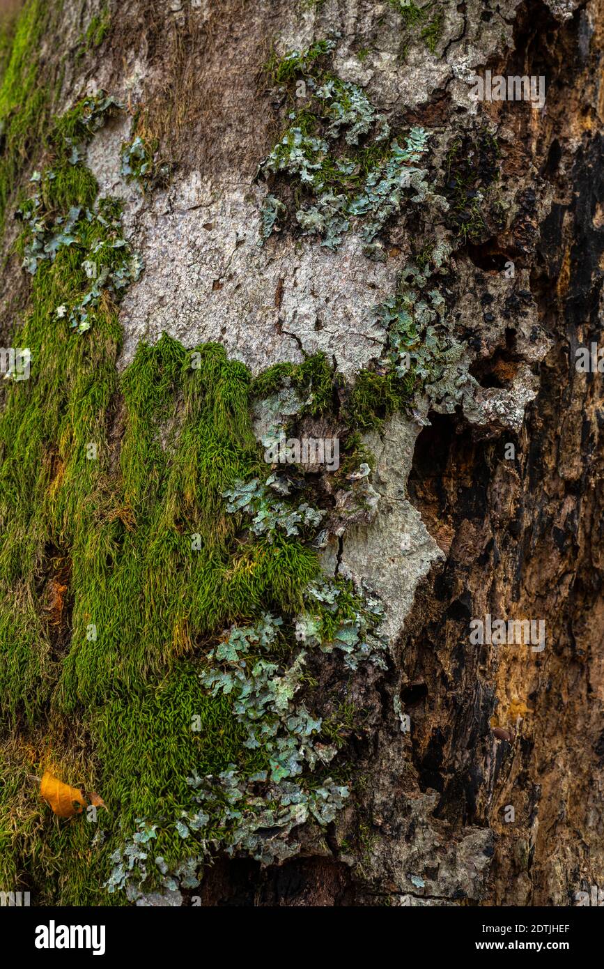 Old decaying beech trunk, moss and climbing ivy. New humus for the ...