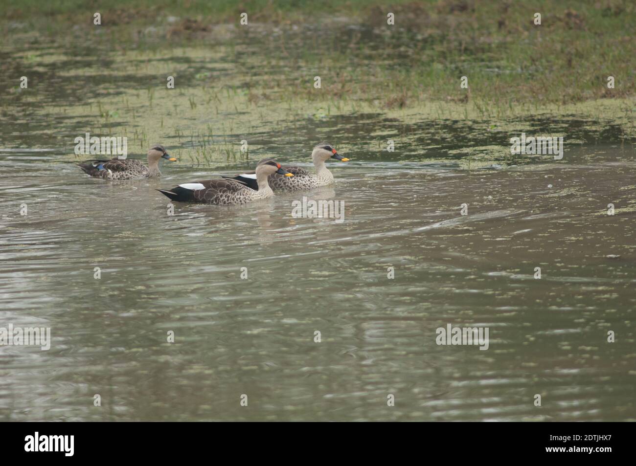 Indian spot-billed ducks Anas poecilorhyncha. Keoladeo Ghana National ...