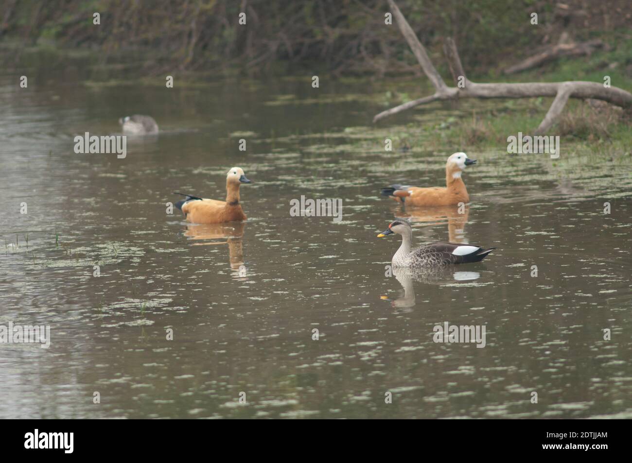 Spot-billed duck Anas poecilorhyncha and ruddy shelducks Tadorna ...