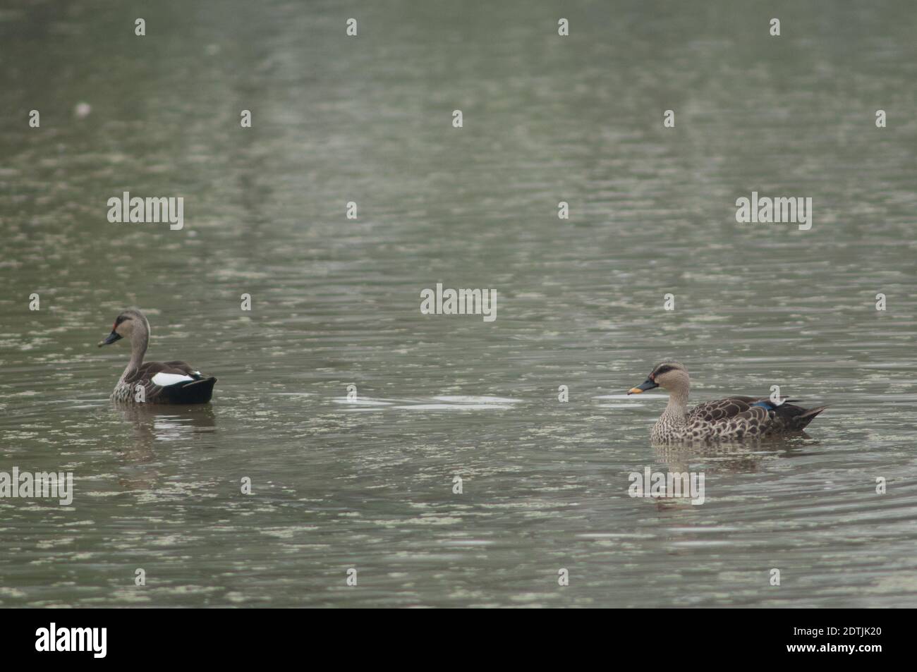 Indian spot-billed ducks Anas poecilorhyncha. Keoladeo Ghana National ...