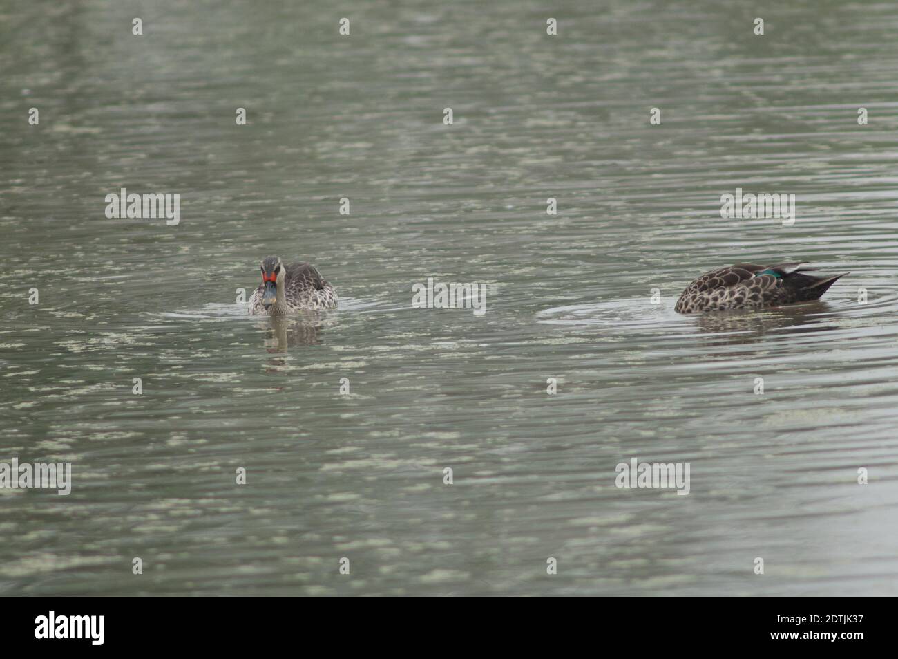 Indian spot-billed ducks Anas poecilorhyncha. Keoladeo Ghana National ...