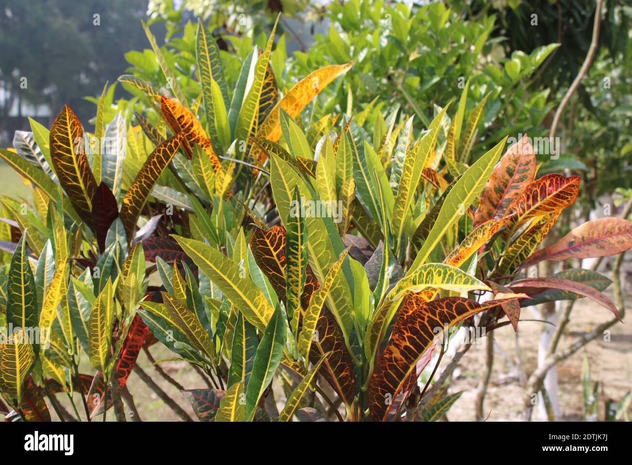Fresh natural flower tree photo - natural beauty photography Stock ...