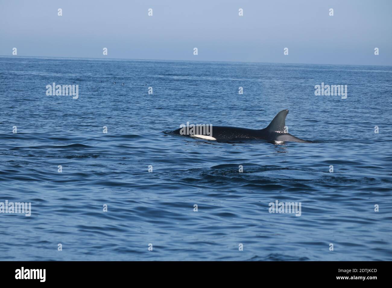 Orca scotland hi-res stock photography and images - Alamy