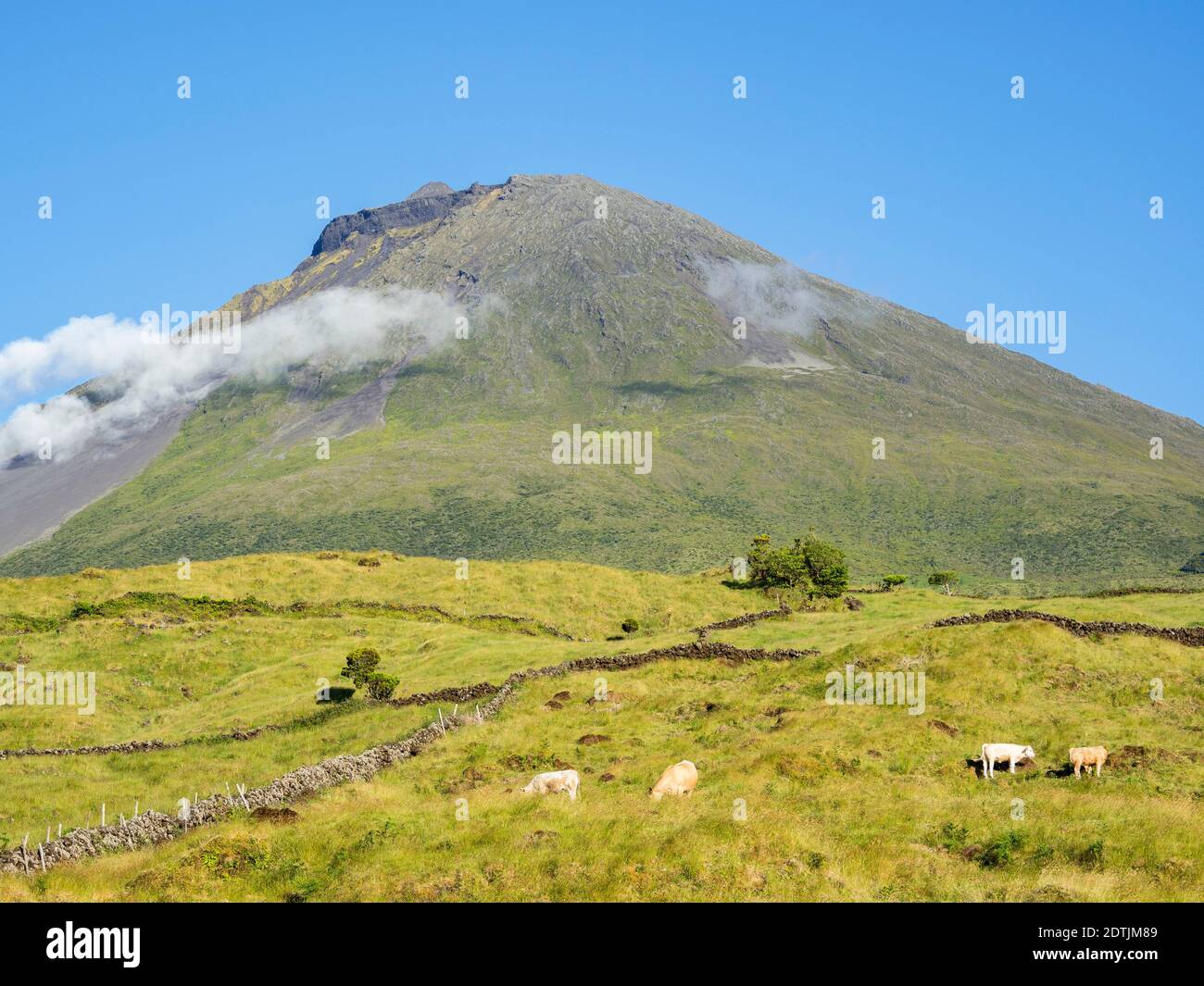 Vulcano Pico, pasture with cows. Pico Island, an island in the Azores ...