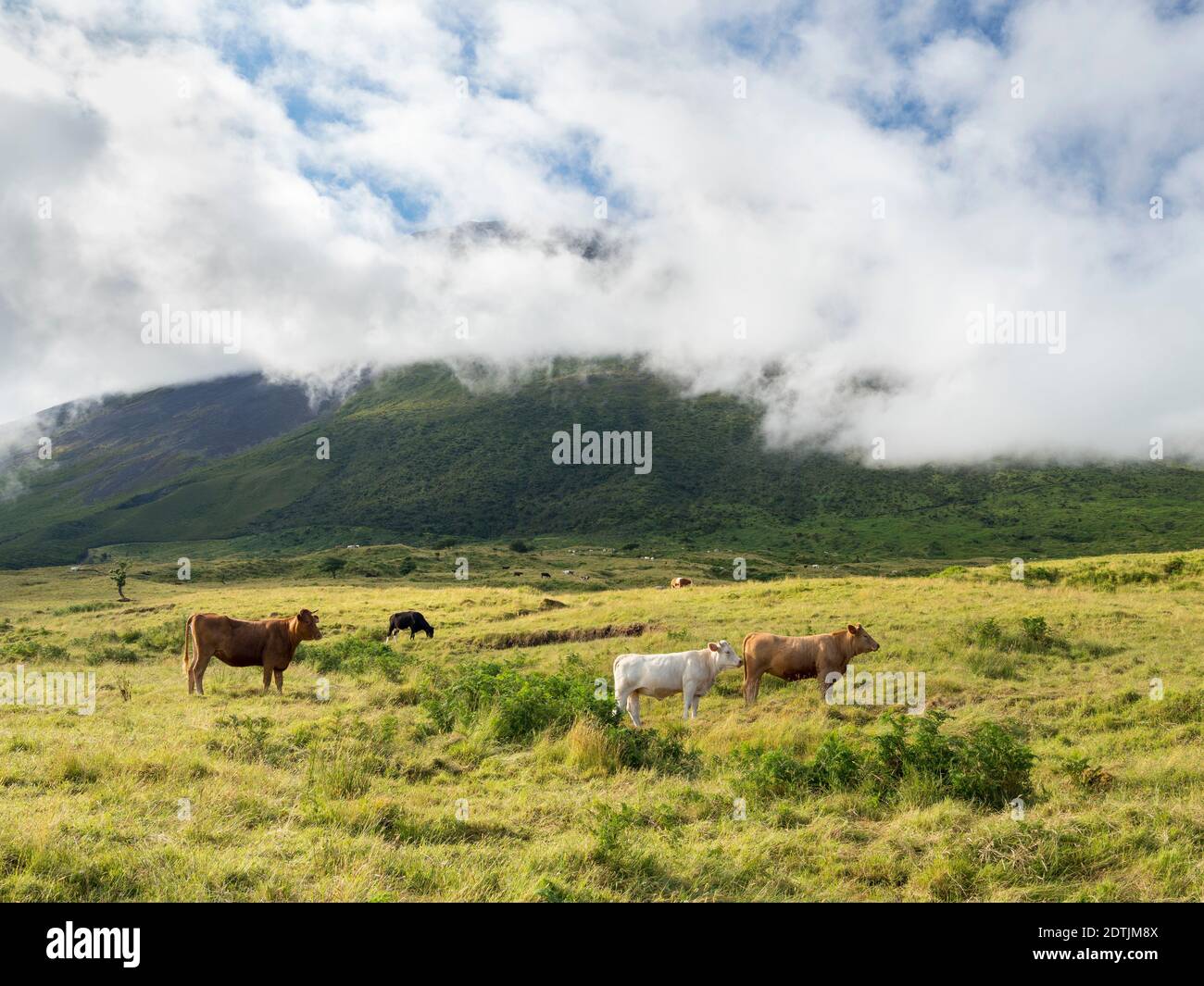Vulcano Pico, pasture with cows. Pico Island, an island in the Azores ...