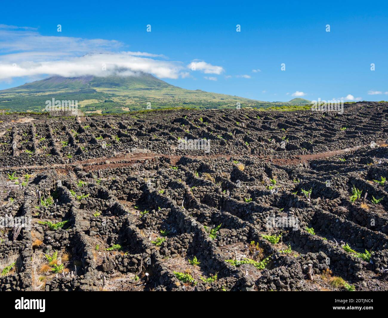 Traditional viniculture near Lajido, traditional wine growing on Pico ...