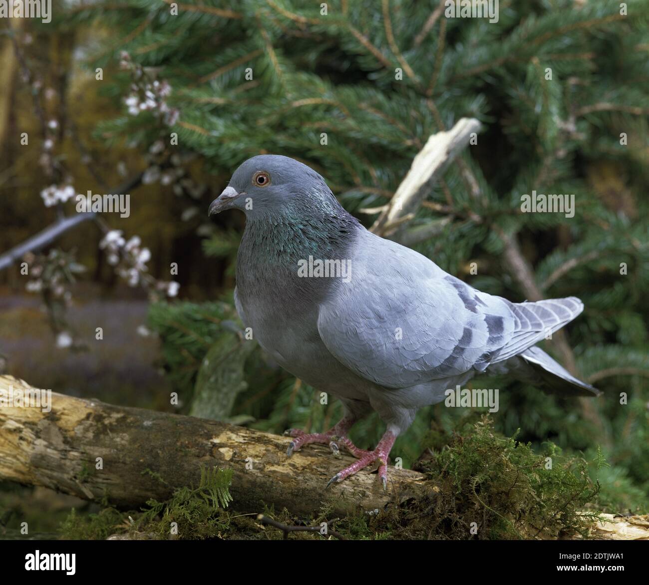 Blue Mondain Domestic Pigeon Stock Photo - Alamy