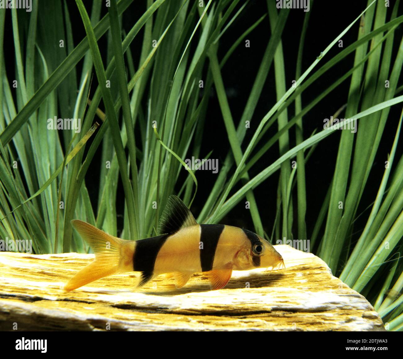 Clown Loach, botia macracanthus Stock Photo - Alamy