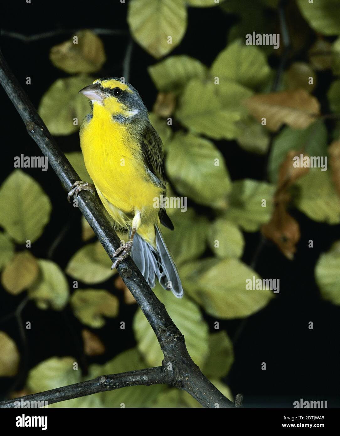 Yellow fronted canary serinus mozambicus hi-res stock photography and ...