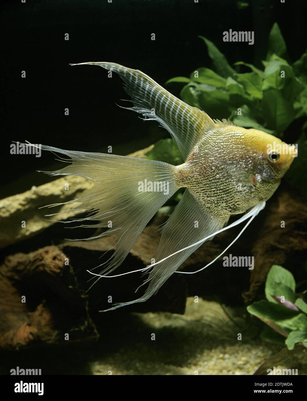 Diamond Angelfish, pterophyllum scalare Stock Photo - Alamy