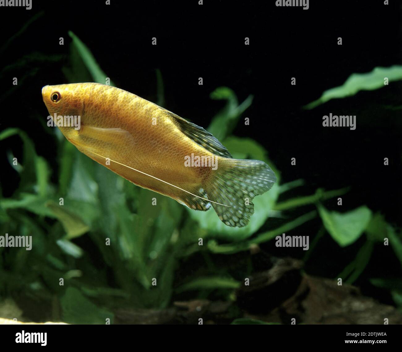 Gold Gourami, trichogaster trichopterus Stock Photo - Alamy