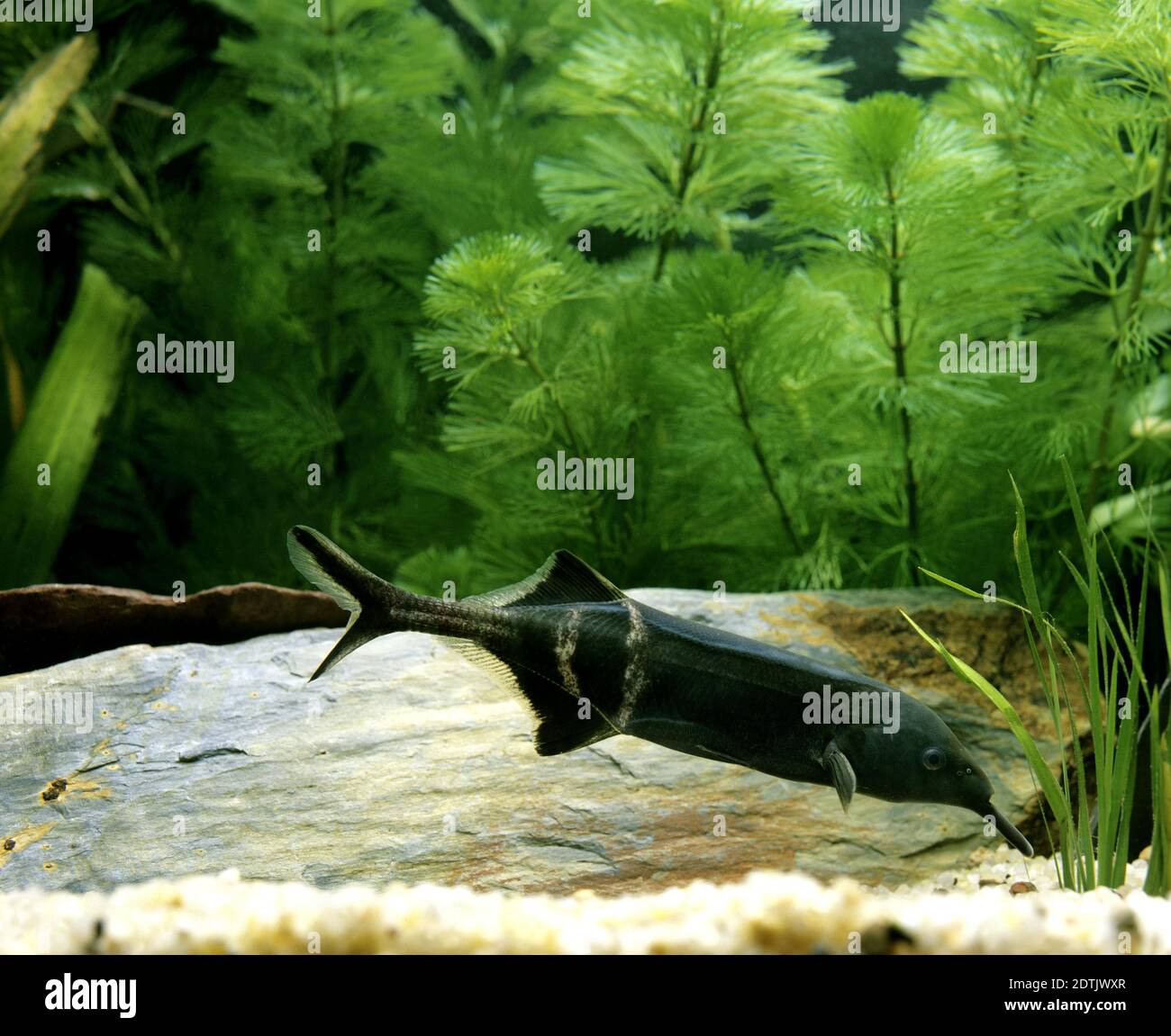 Elephant Nose Fish, gnathonemus petersii Stock Photo - Alamy