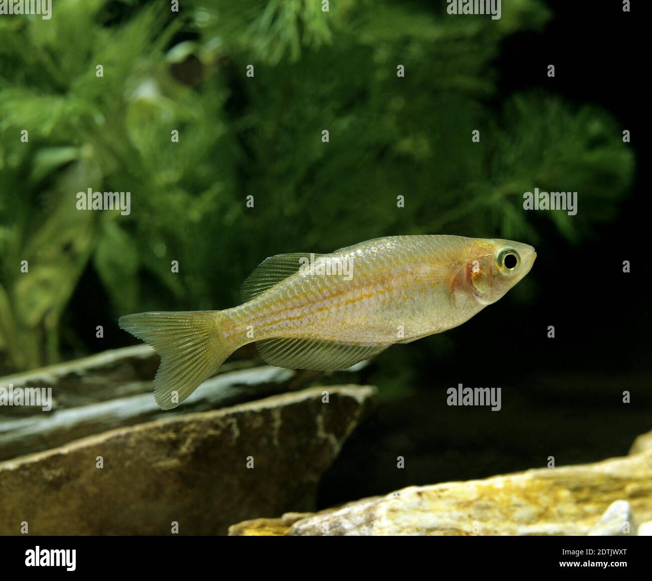 Pearl Danio, brachydanio albolineatus Stock Photo - Alamy