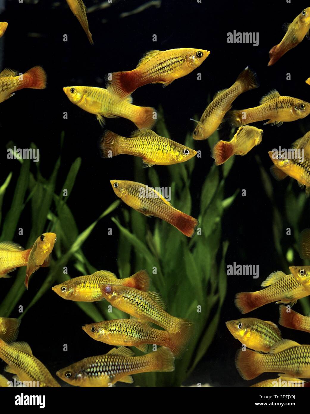 Golden Platy, xiphophorus variatus Stock Photo - Alamy