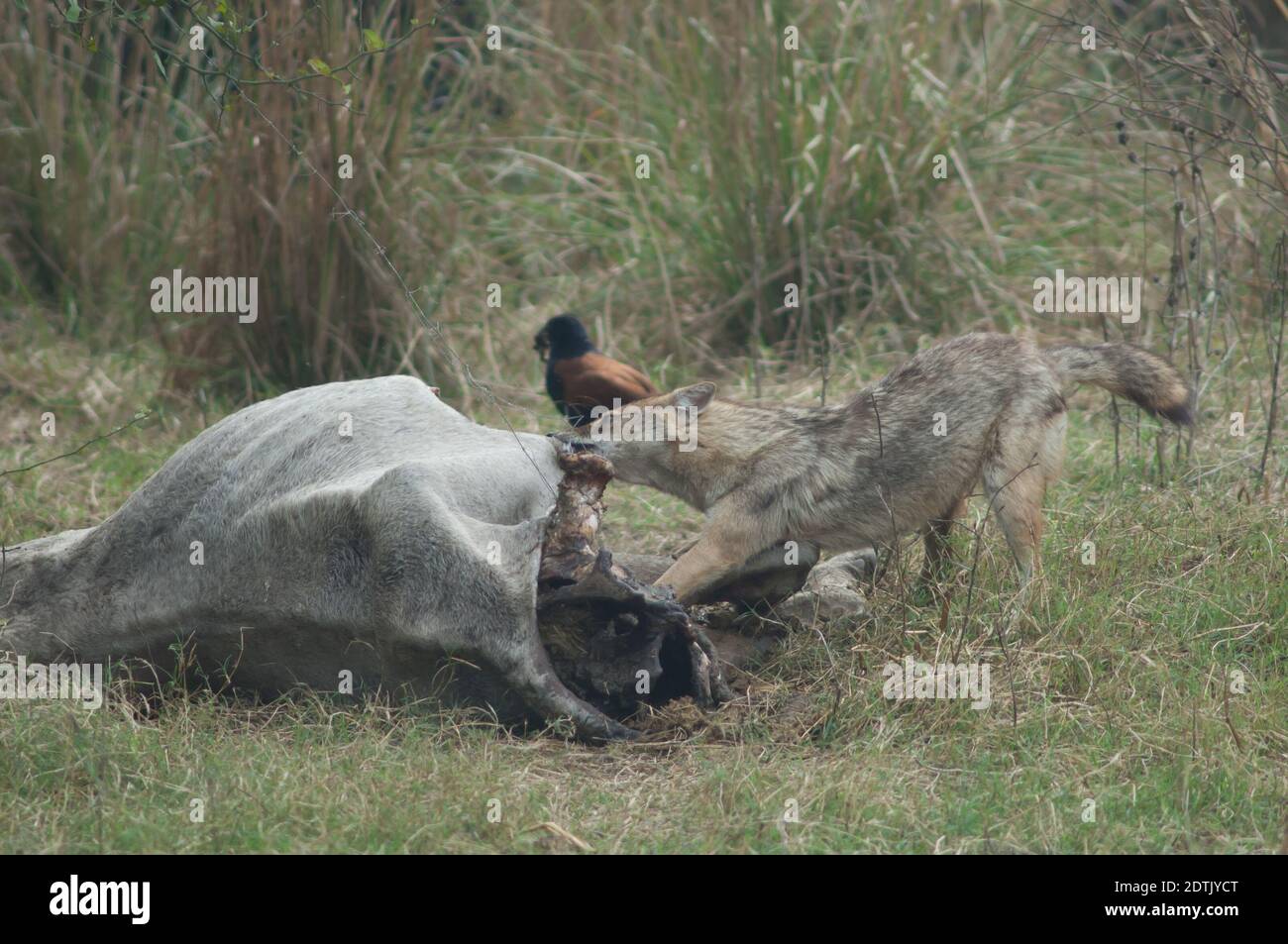 Zebu colors hi-res stock photography and images - Alamy