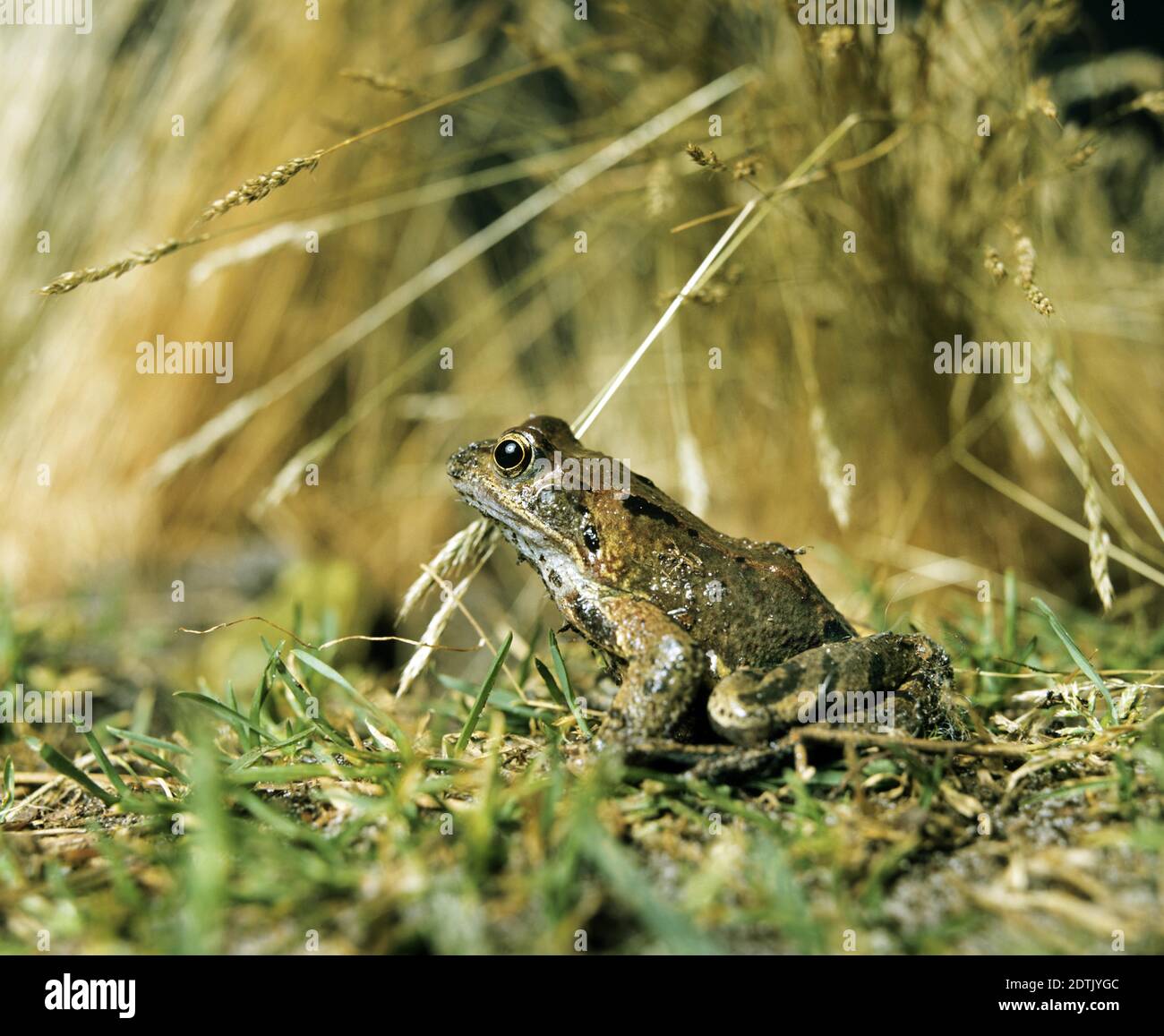 Common Frog, rana temporaria Stock Photo - Alamy