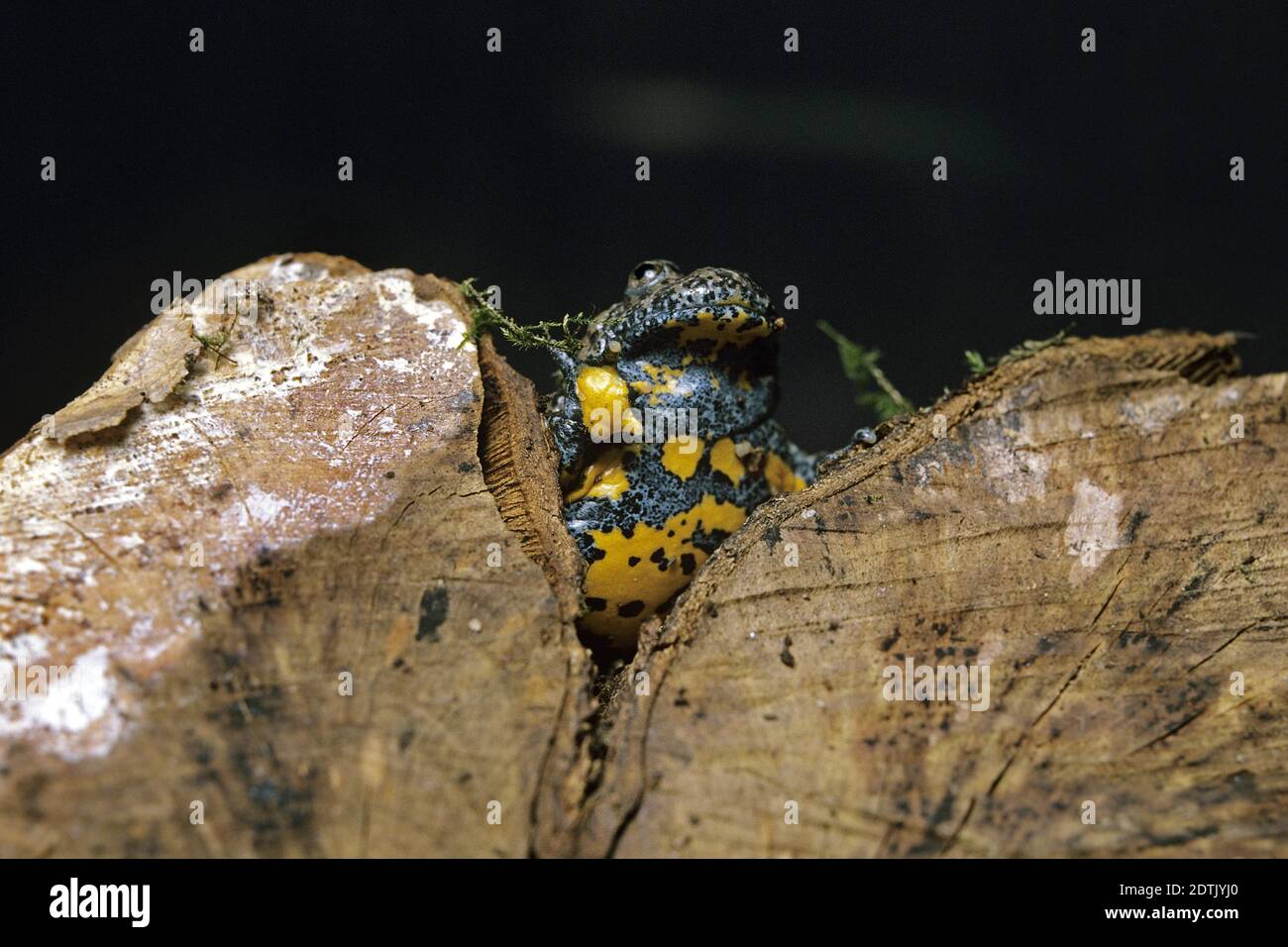 Yellow Bellied Toad, bombina variegata Stock Photo - Alamy