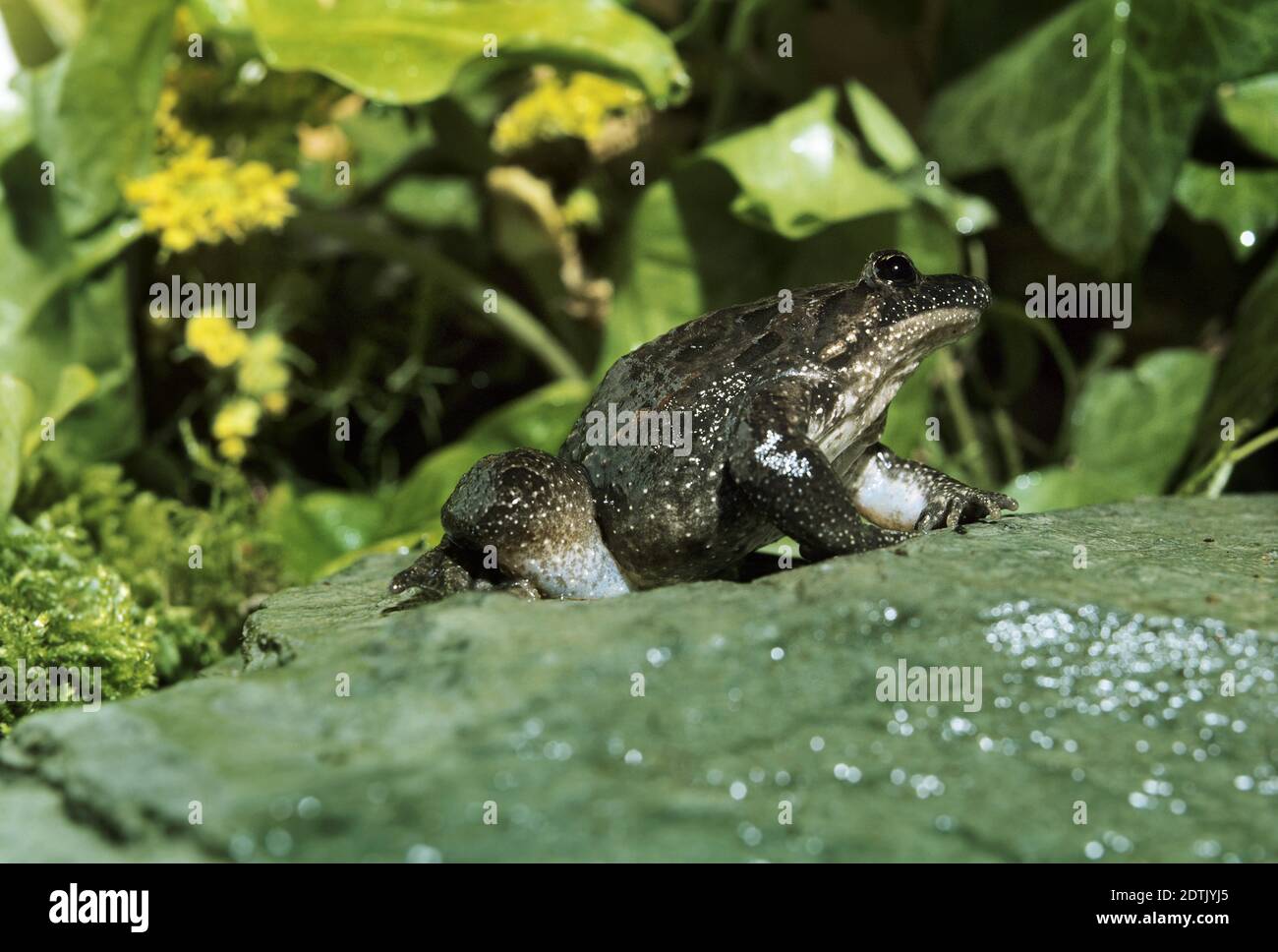 Painted Frog, discoglossus pictus Stock Photo - Alamy