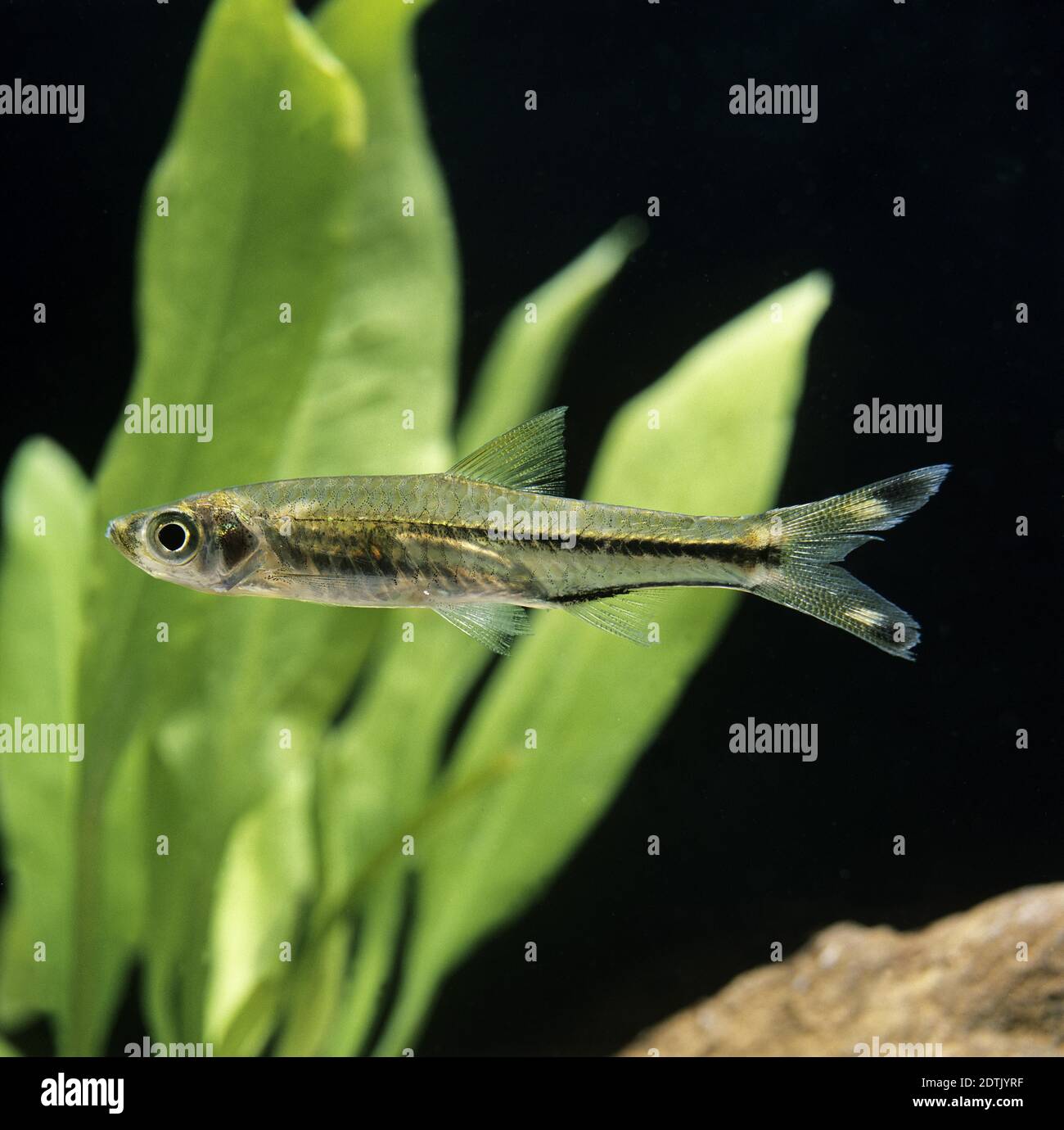 Rasbora trilineata hi-res stock photography and images - Alamy