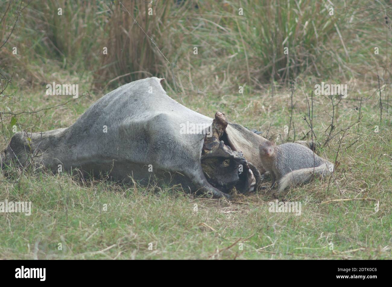Indian grey mongoose Herpestes edwardsii next to a dead zebu. Keoladeo ...