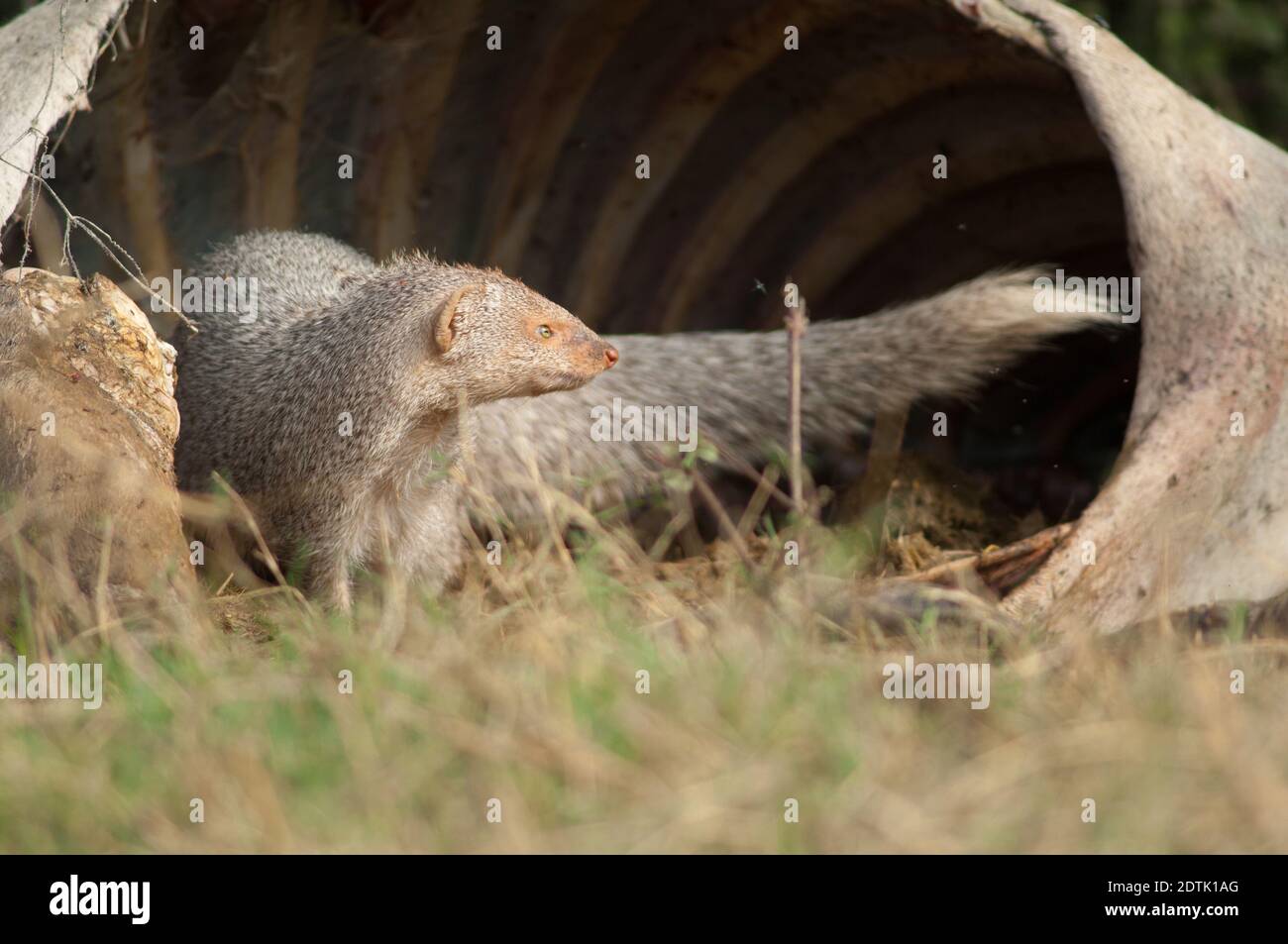 Indian mongoose eating hi-res stock photography and images - Alamy