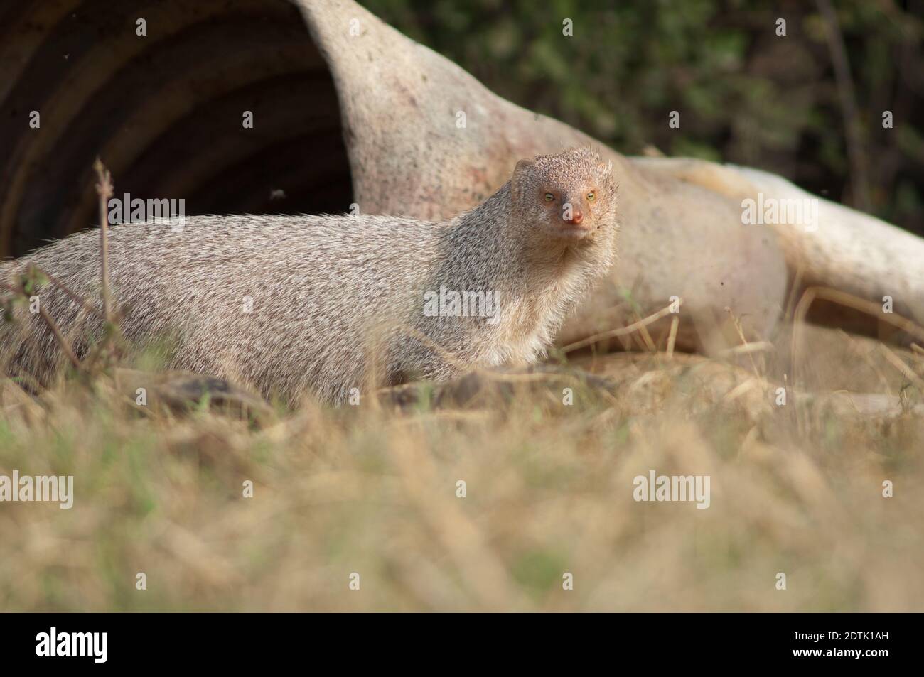 Indian grey mongoose Herpestes edwardsii next to a dead zebu. Keoladeo ...