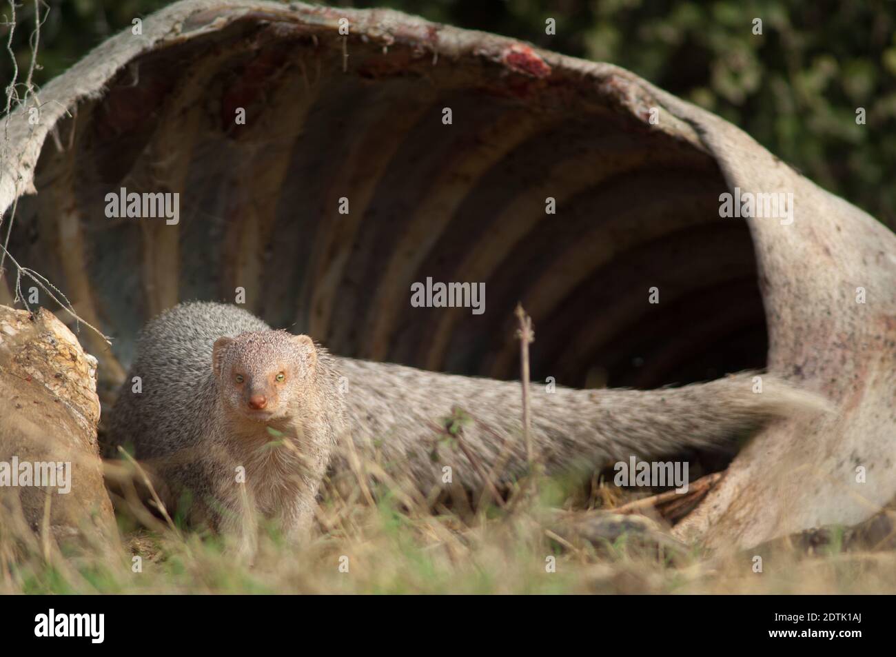 Indian grey mongoose Herpestes edwardsii next to a dead zebu. Keoladeo ...