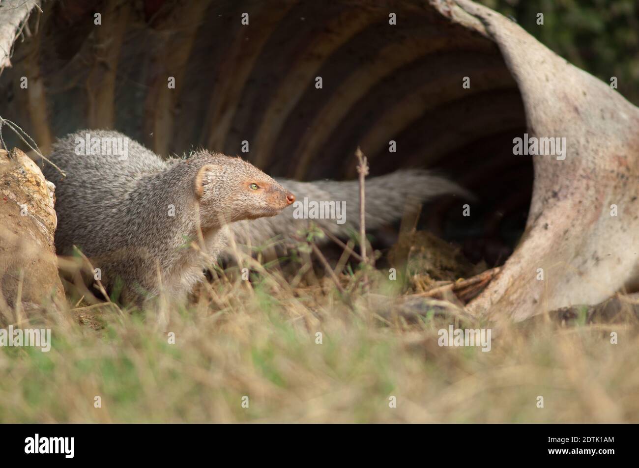 Indian mongoose eating hi-res stock photography and images - Alamy