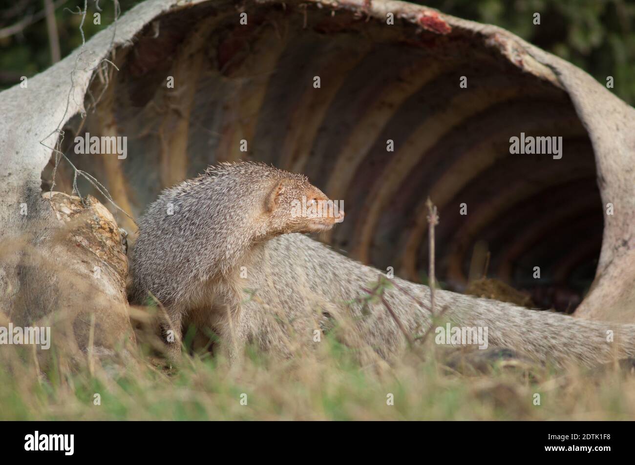 Indian mongoose eating hi-res stock photography and images - Alamy