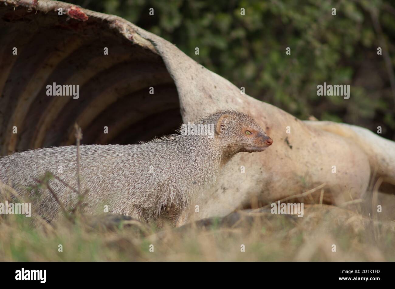 Indian mongoose eating hi-res stock photography and images - Alamy