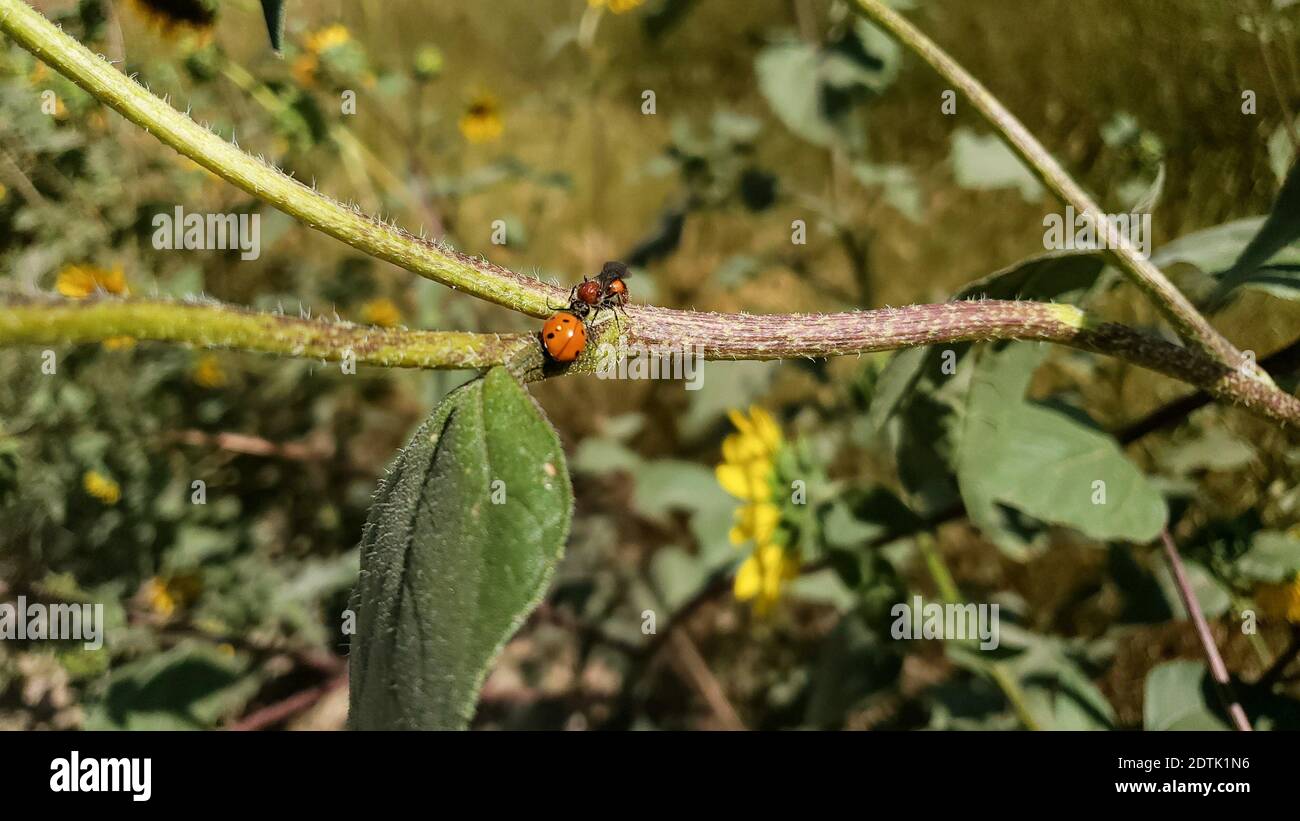 Different Insects Interact Stock Photo - Alamy