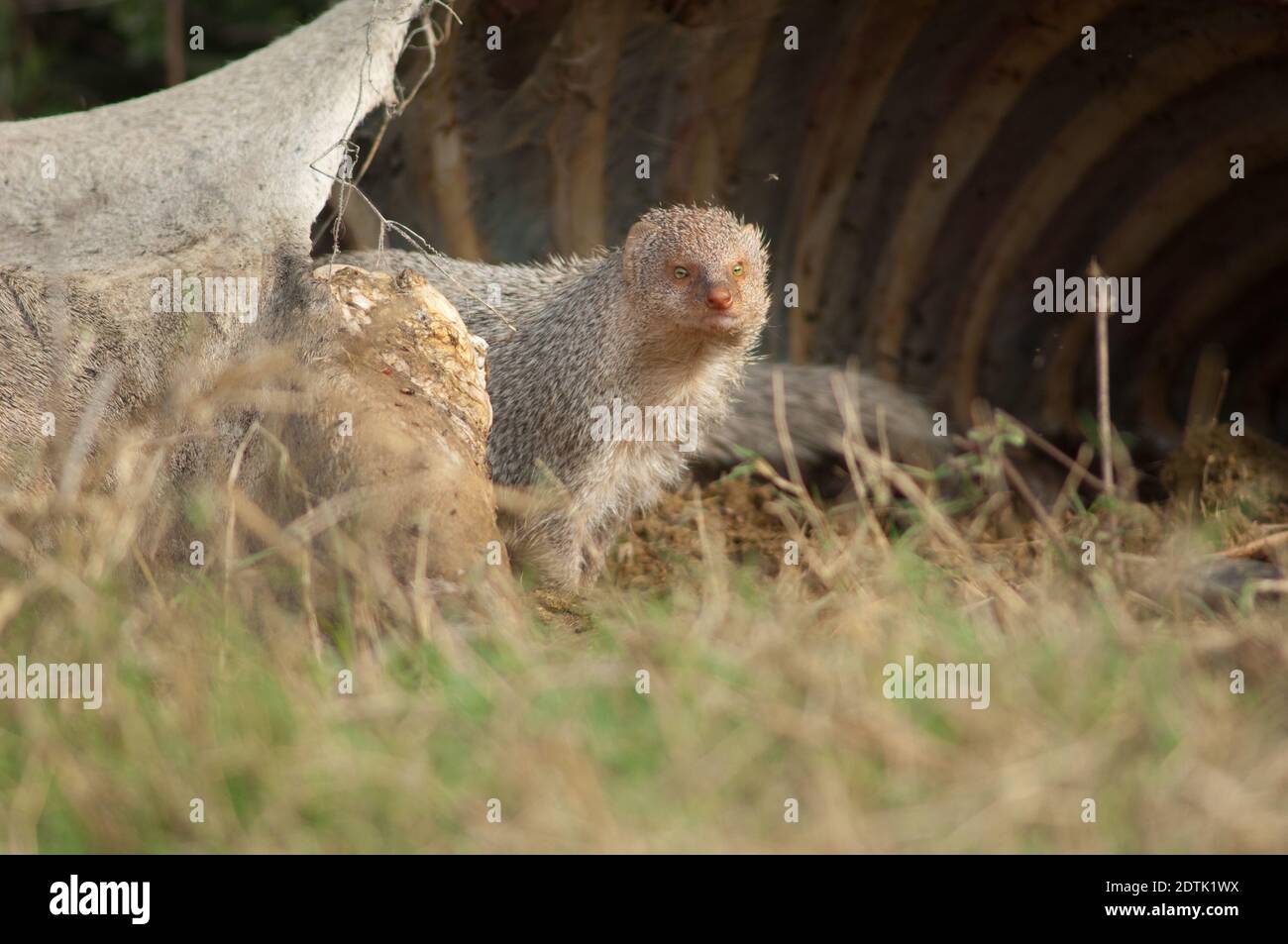 Indian grey mongoose Herpestes edwardsii next to a dead zebu. Keoladeo ...