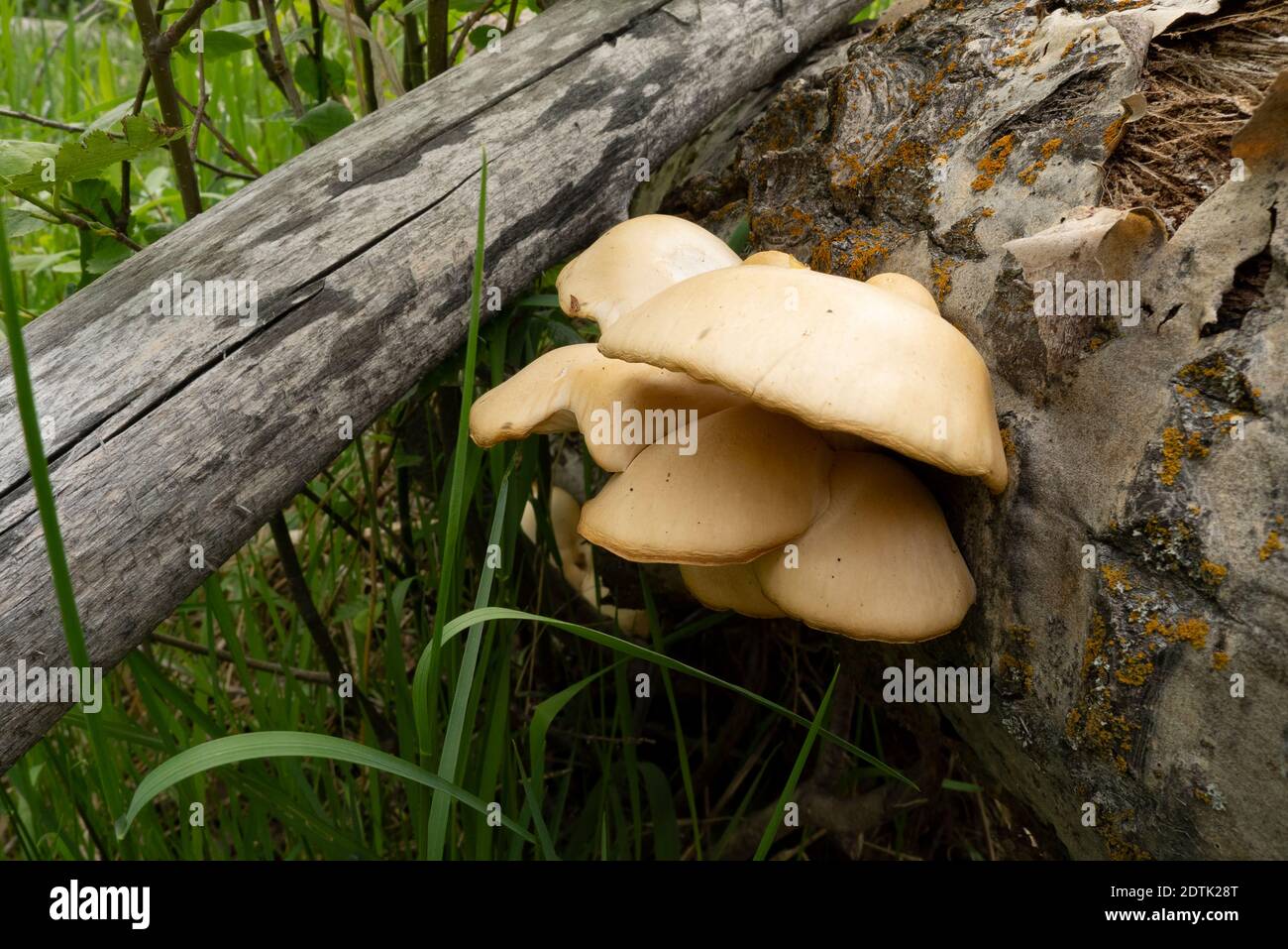 Oyster Mushroom, Pleurotus populinus, growing on a dead log, along the ...