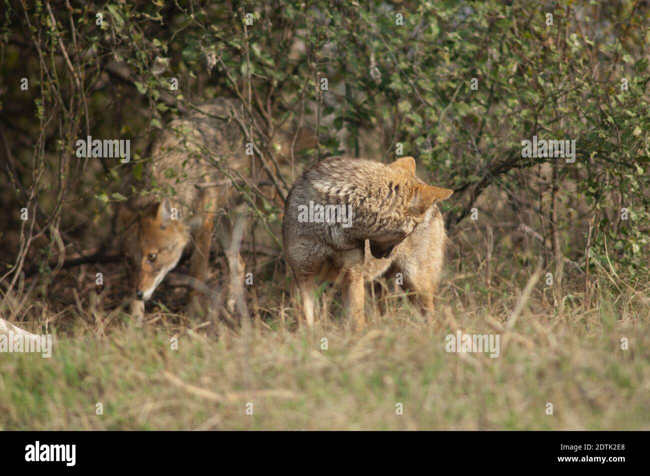 Golden jackals Canis aureus indicus. Keoladeo Ghana National Park. Bharatpur. Rajasthan. India ...