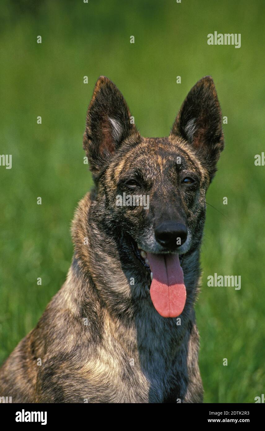 Dutch Shepherd Dog, Portrait with Tongue out Stock Photo - Alamy