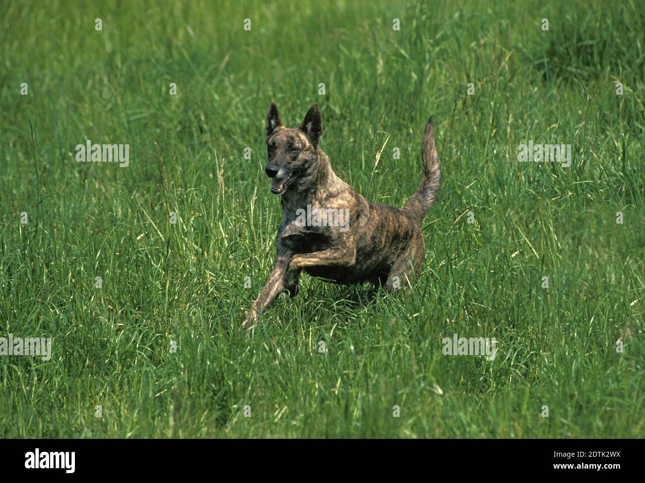 Dutch Shepherd Dog running through Long Grass Stock Photo - Alamy