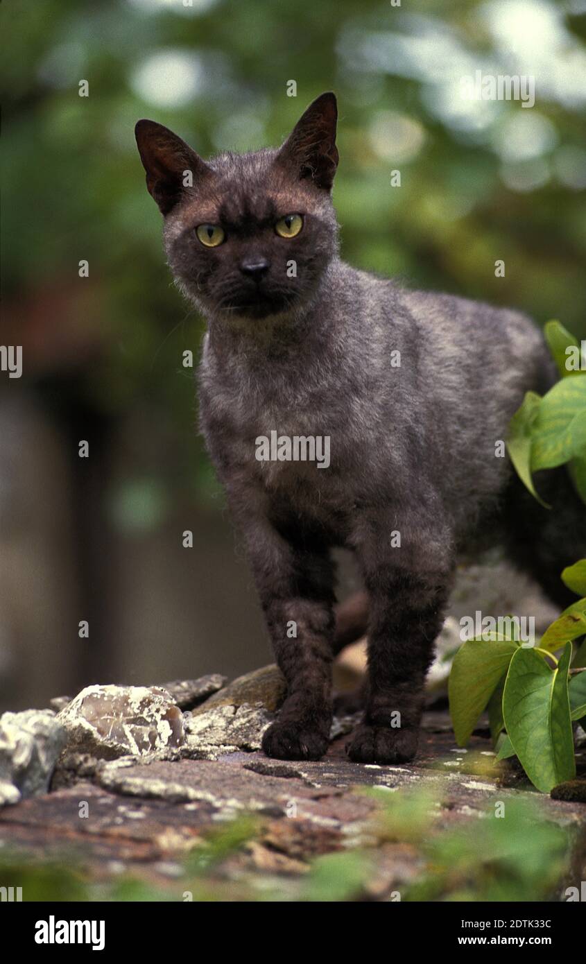 American wirehair cat hi-res stock photography and images - Alamy