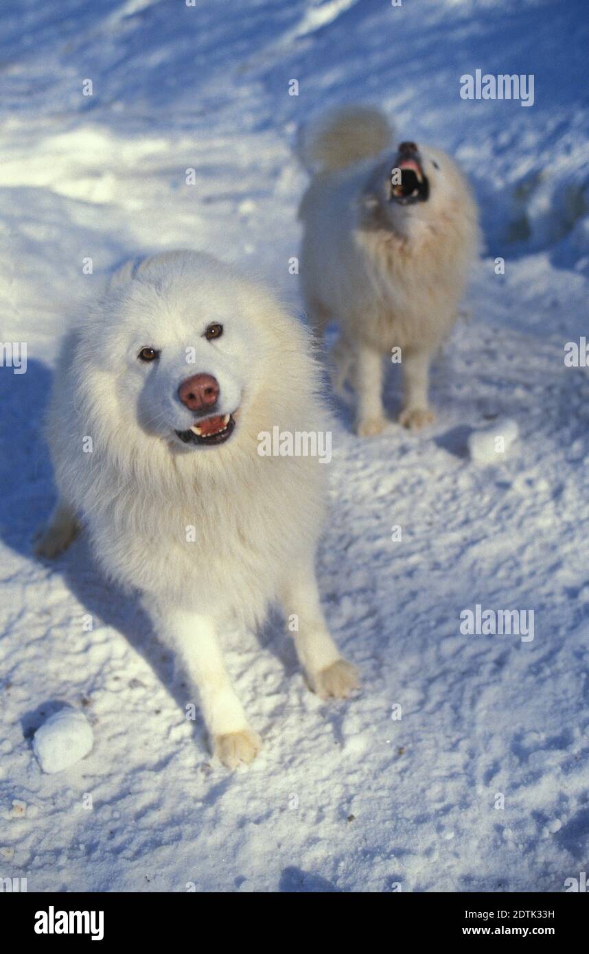 Samoyed Dog standing on Snow, Yapping Stock Photo - Alamy