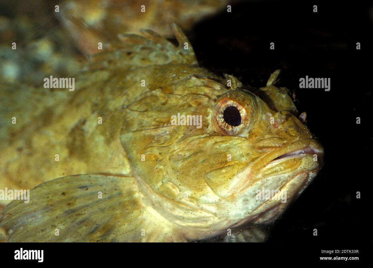 Black scoprion fish hi-res stock photography and images - Alamy