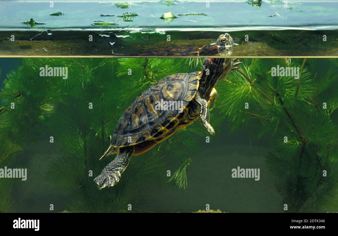 Red-Eared Terrapin, trachemys scripta elegans, in Aquarium Stock Photo - Alamy