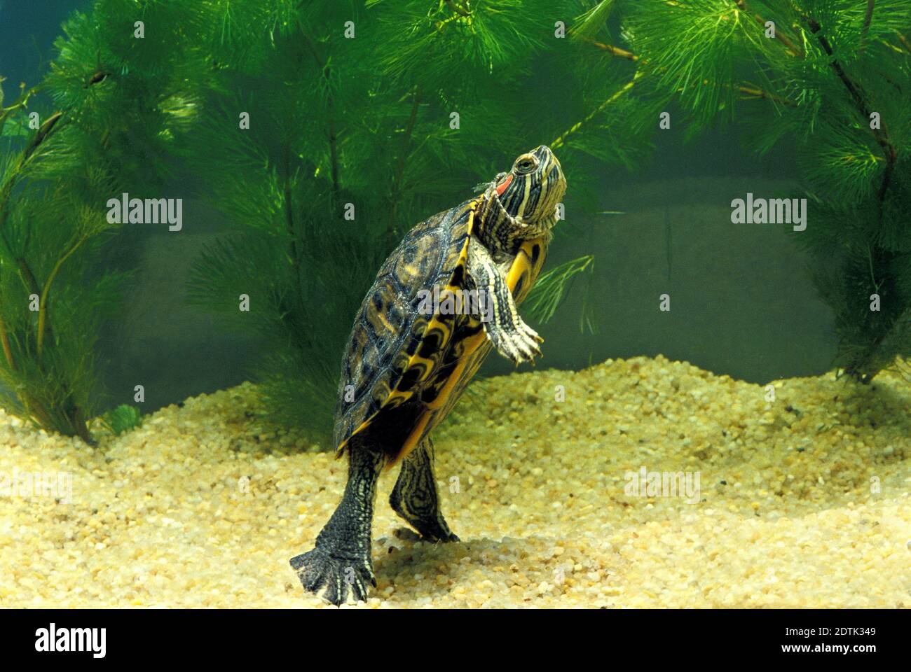 Red-Eared Terrapin, trachemys scripta elegans, in Aquarium Stock Photo ...