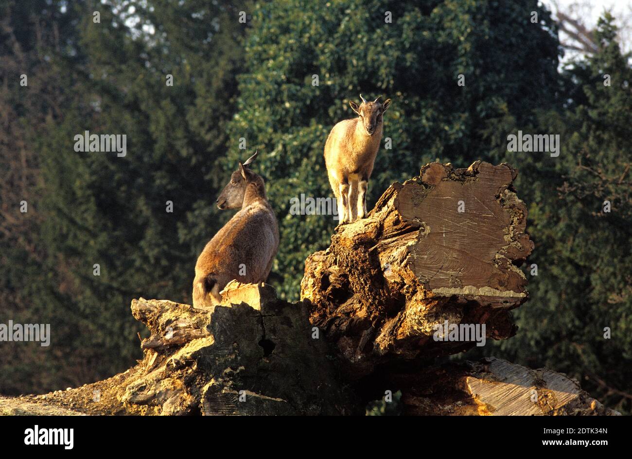 Rove goat hi-res stock photography and images - Alamy