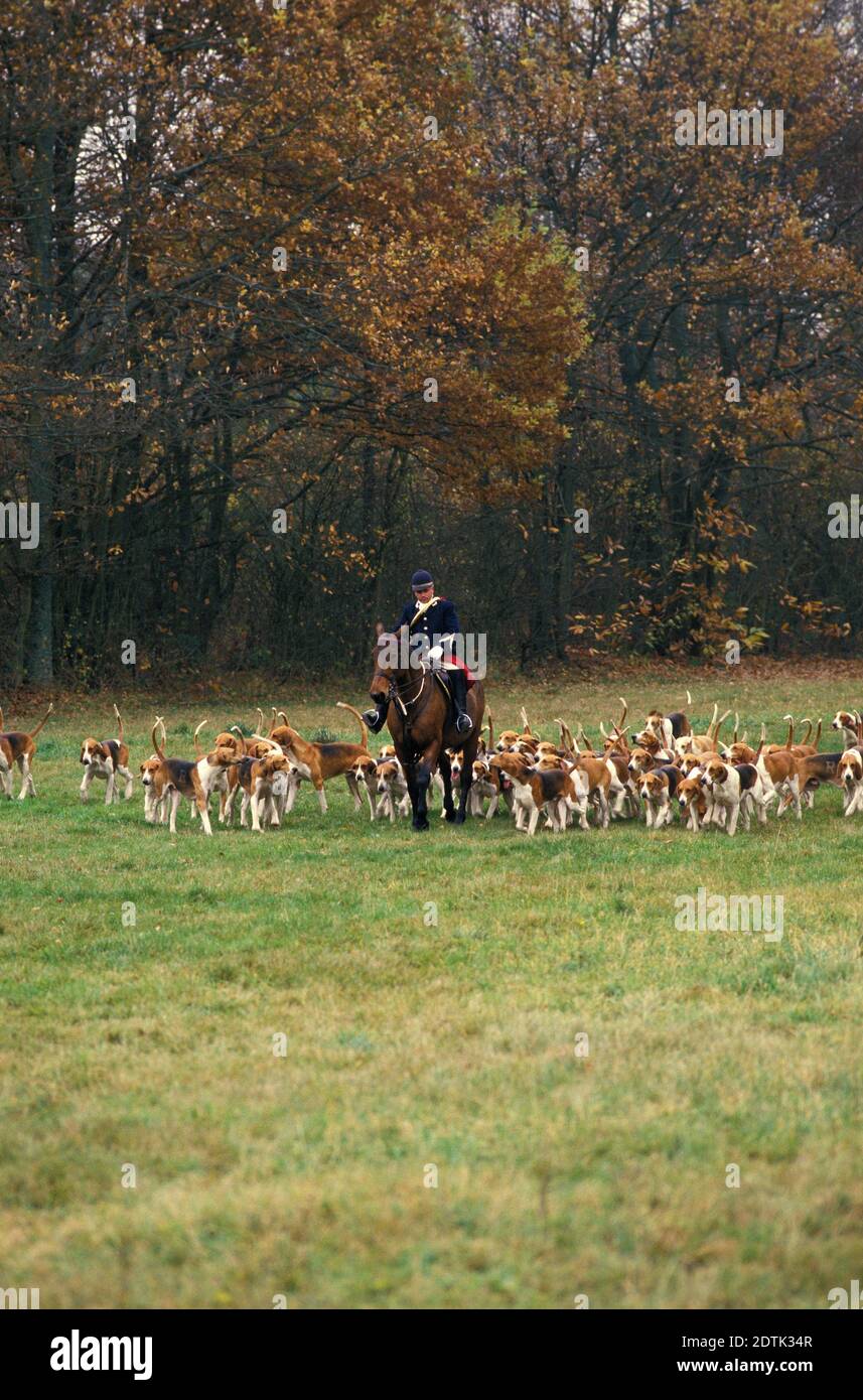 Fox Hunting with Poitevin Dogs Stock Photo - Alamy