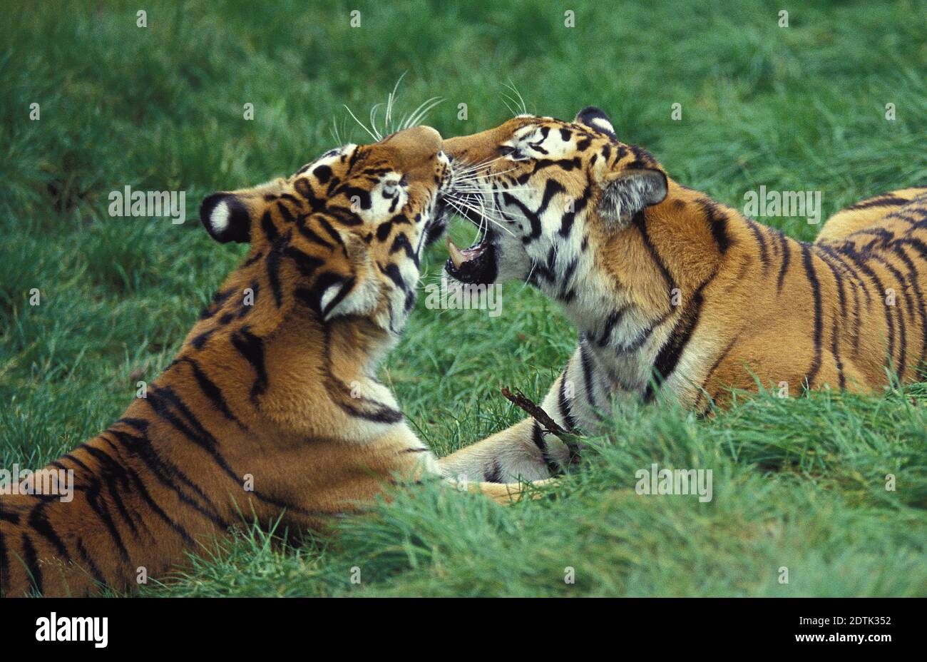 Siberian Tiger, panthera tigris altaica Stock Photo - Alamy