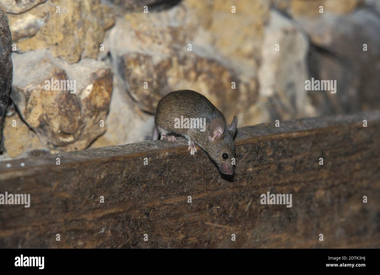 House Mouse, mus musculus Stock Photo - Alamy